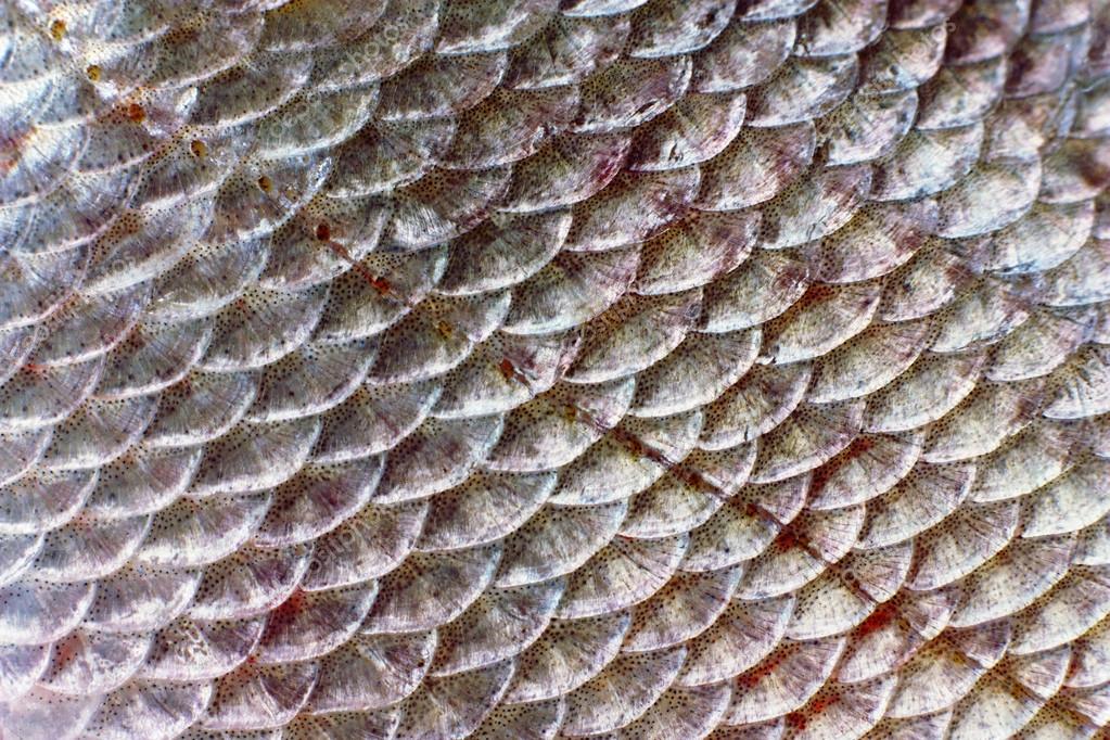 Schuppen der Fische — Stockfoto © Mark_VB #13403703