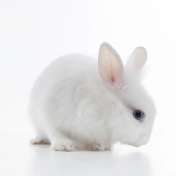 White rabbit isolated on white background — Stock Photo © artjazz #9581541