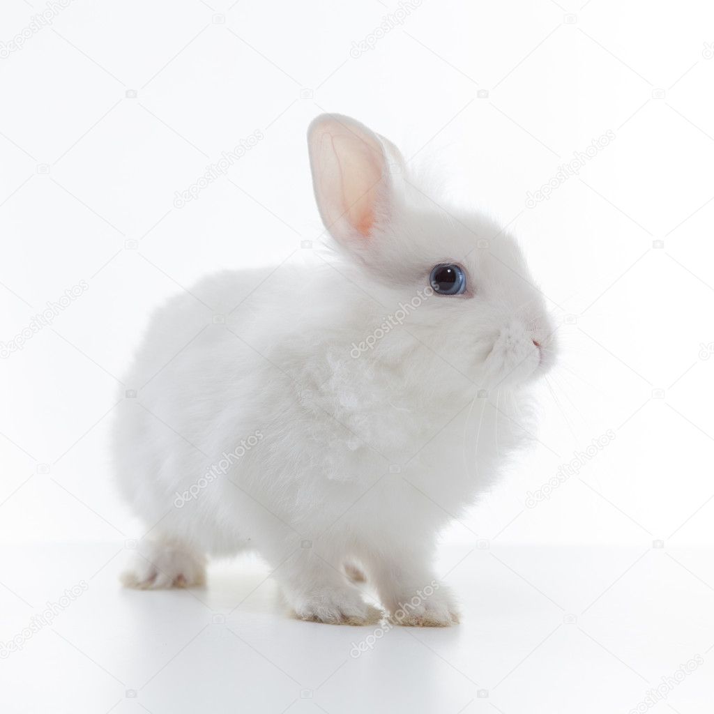 White rabbit isolated on white background Stock Photo by ©artjazz 41682103