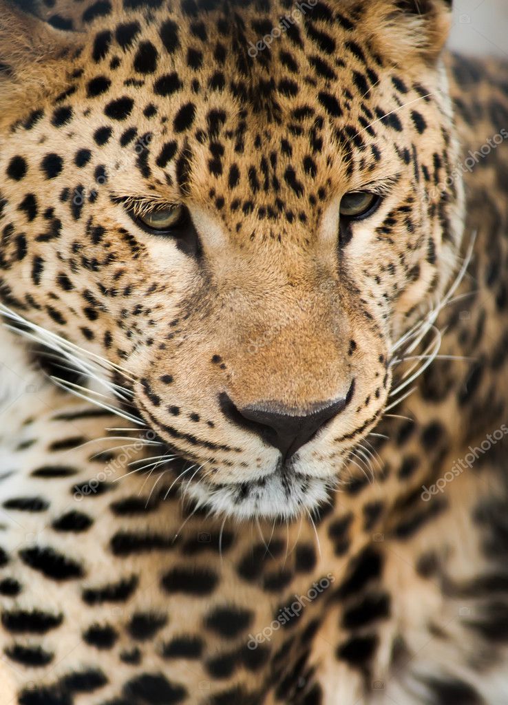 Wild animals: Portrait of leopard Stock Photo by ©Arsgera 12837563