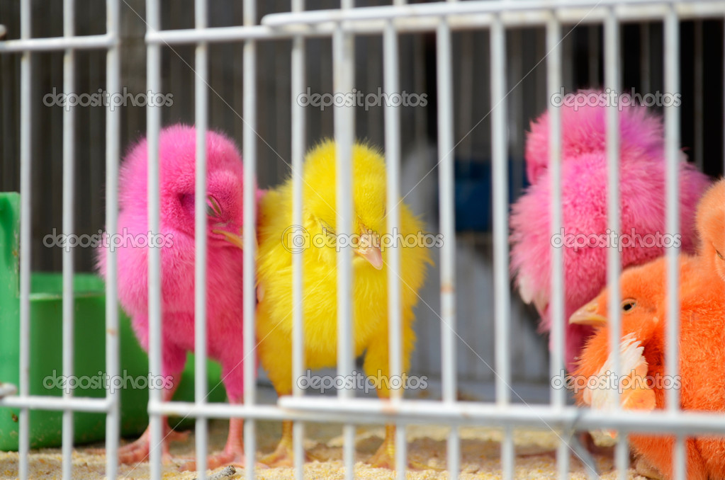 Pollitos pintados en colores brillantes 2022