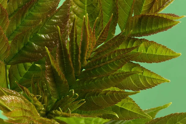 Young ash leaves. Close up of Common Ash Tree Leaves isolated on green ...