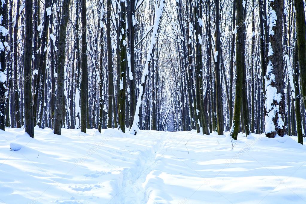 Forest trees nature snow wood backgrounds Stock Photo by ©Ivantsov 19157991