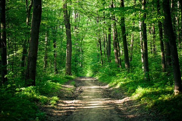 Path Trees Green Beautiful Forest Wurzburg Germany — Stock Photo ...