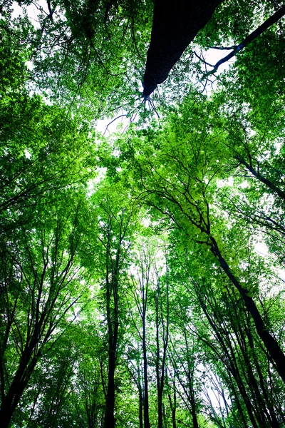 Tree canopy Stock Photos, Royalty Free Tree canopy Images | Depositphotos