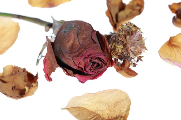 Dead rose petals Stock Photos, Royalty Free Dead rose petals Images ...