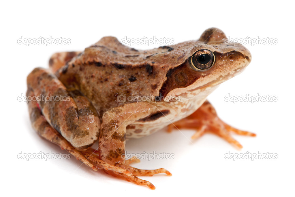 Rana Arvalis. Rana mora sobre fondo blanco. 2023