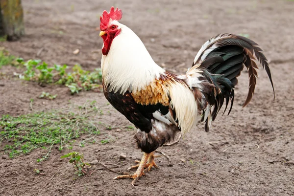 Coq images libres de droit, photos de Coq | Depositphotos