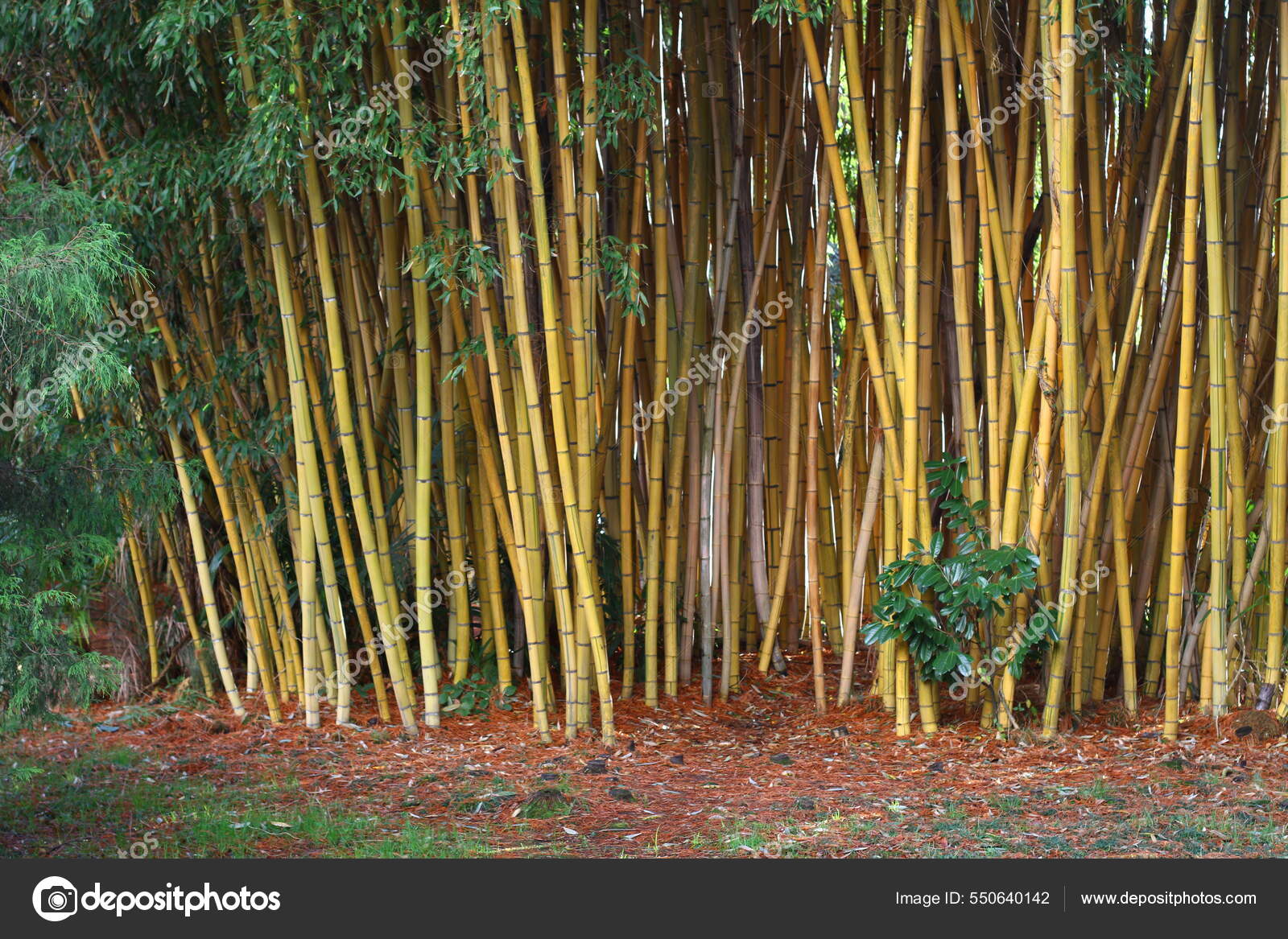 Bamboo Forest Backround Leaves Trunks Bamboo Tree Stock Photo by ...