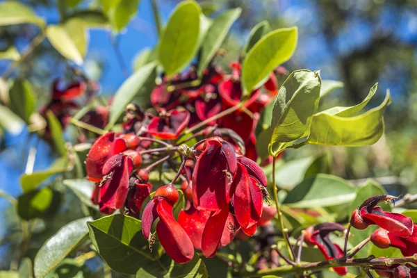 Ceibo Flower Image | Best Flower Site