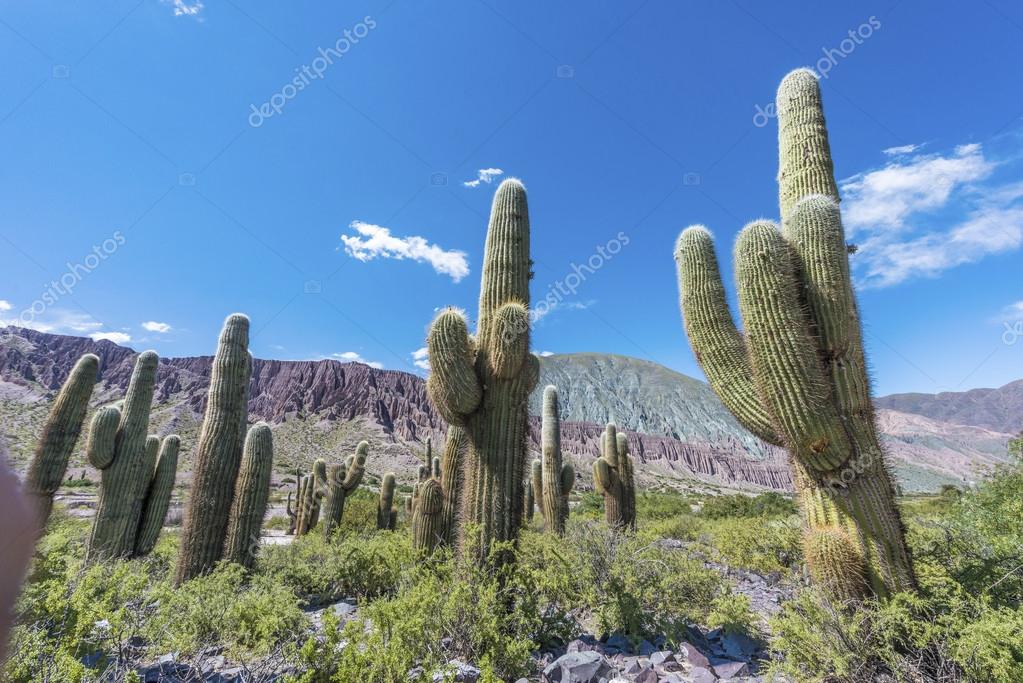 Ciénaga, quebrada de humahuaca, jujuy, argentina. 2022