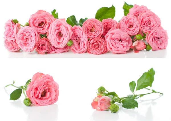 Pile of pink roses — Stock Photo © sannie32 #6255809