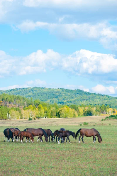 Horse ranch landscape Stock Photos, Royalty Free Horse ranch landscape ...