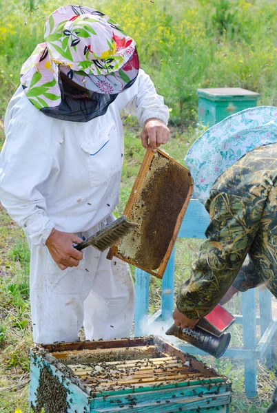 Beekeepers at work - Stock Image - Everypixel