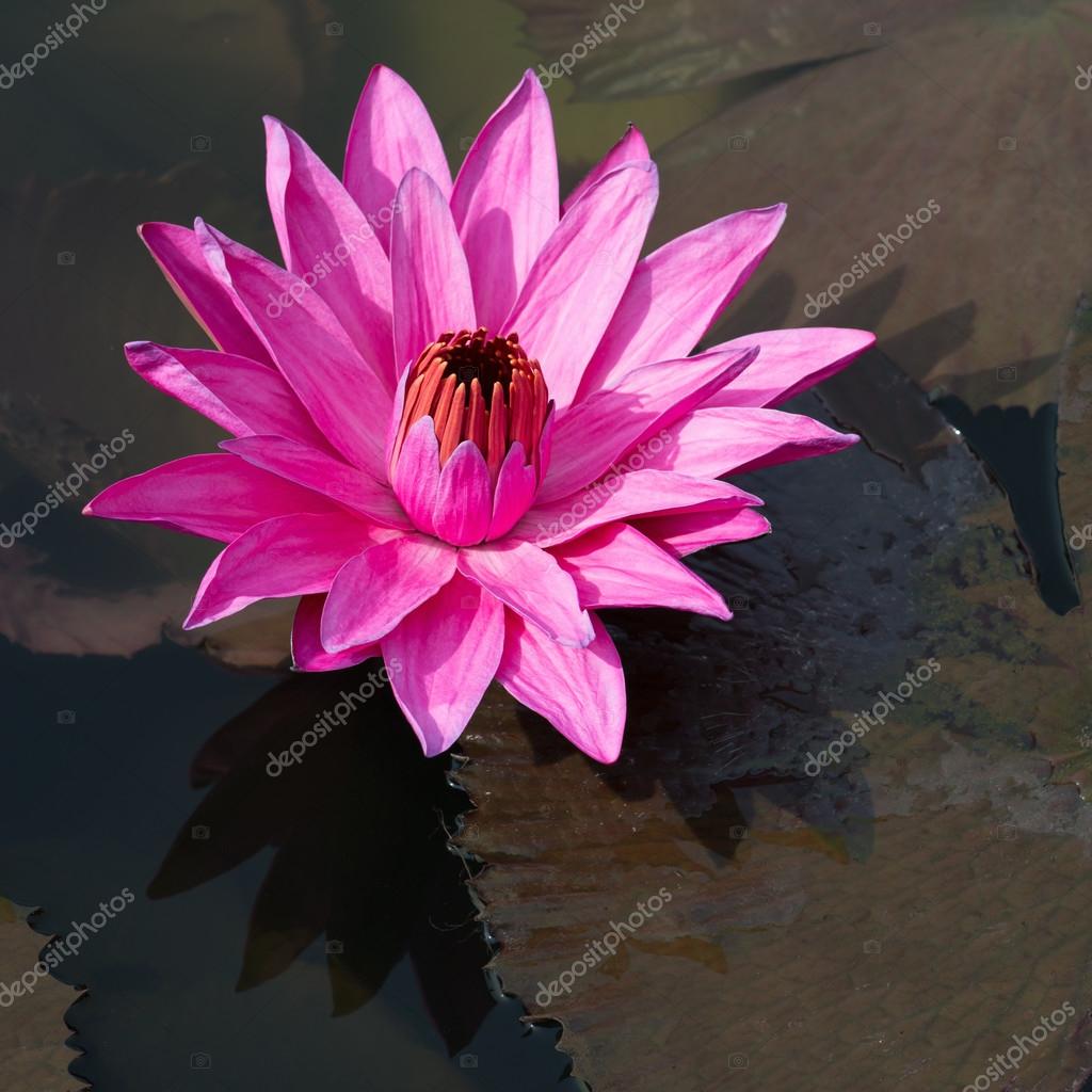 Fuchsia-colored star lotus flower — Stock Photo © Iryna_Rasko #29474459