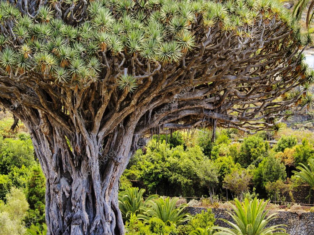 Árbol del Dragón (Drago Milenario), Icod de los Vinos, Tenerife ...