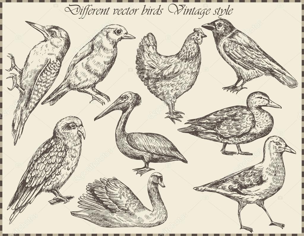 Vintage Bird Vector Free Download
