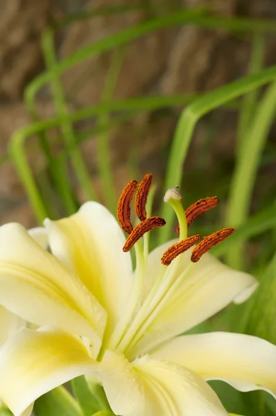 True lily family Stock Photos, Royalty Free True lily family Images ...