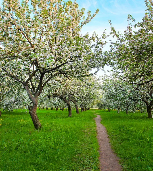 Apple trees Stock Photos, Royalty Free Apple trees Images | Depositphotos