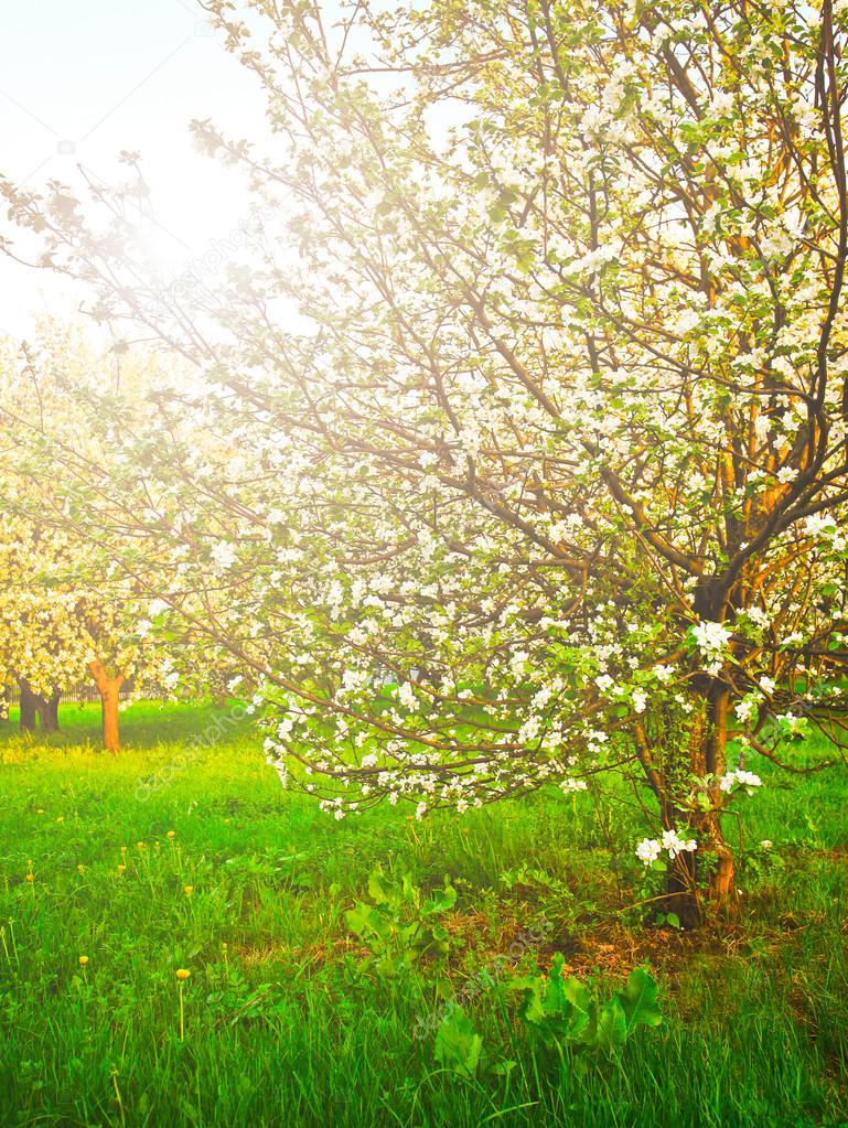 Beautiful blooming of decorative white apple and fruit trees over ...