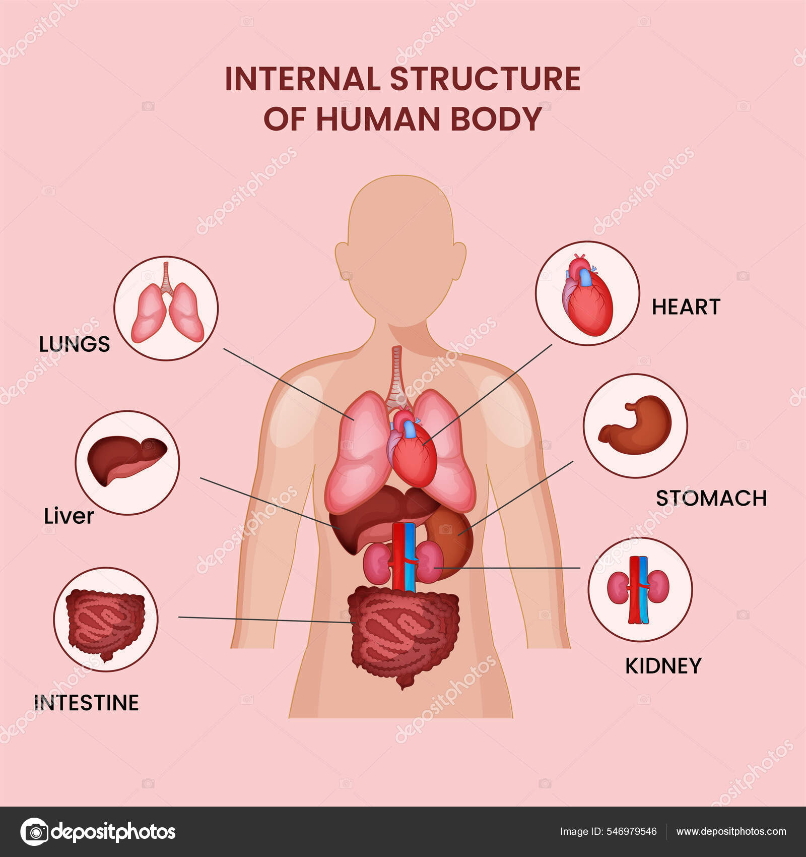 Estructura Interna Del Cuerpo Humano Con Información Parte Sobre Fondo ...