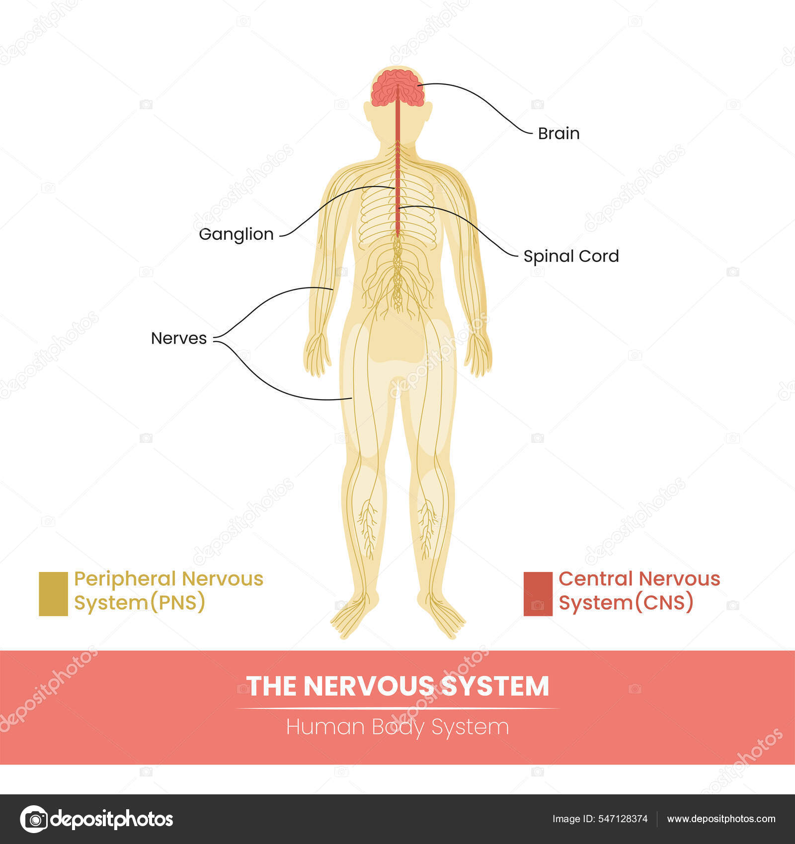 Principales Componentes Del Sistema Nervioso Humano Sobre Fondo Blanco ...