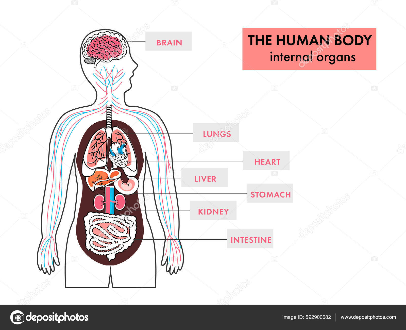Human Body Inside Pressure at Oscar Levy blog