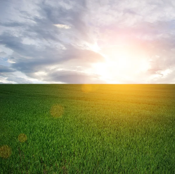48,113 Sun over the field Stock Photos | Free & Royalty-free Sun over ...