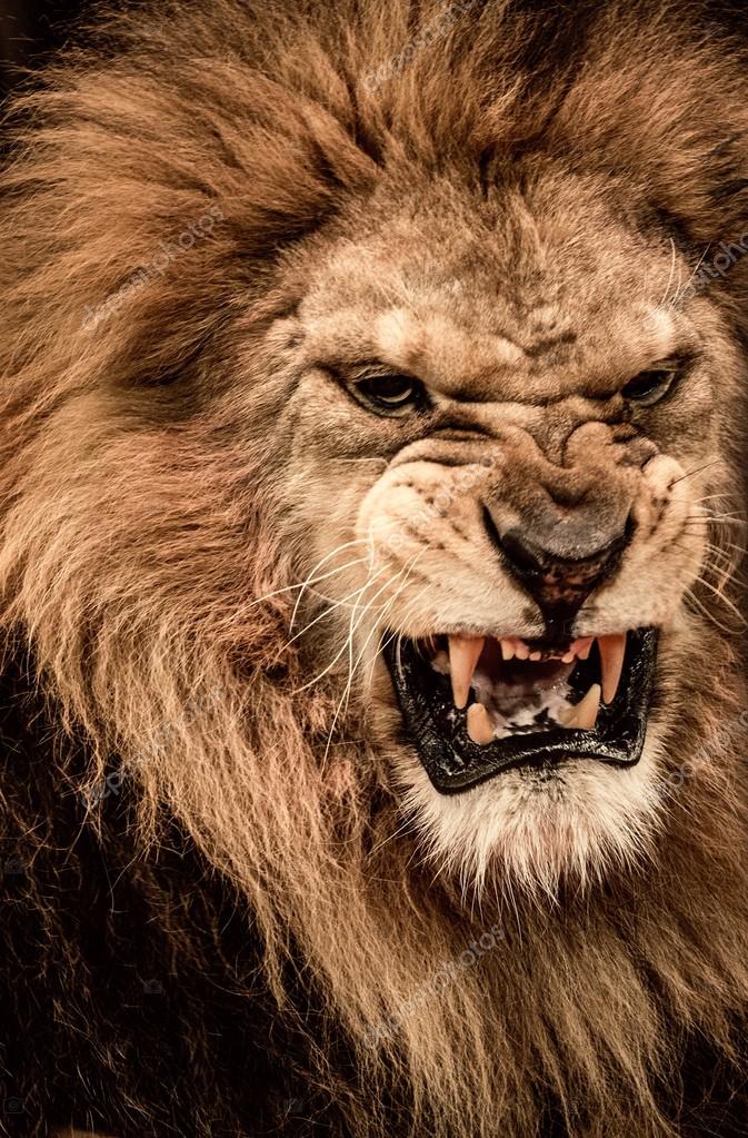 Roaring Lion Pics - WoodsLima Roaring Lion Pics - WoodsLima