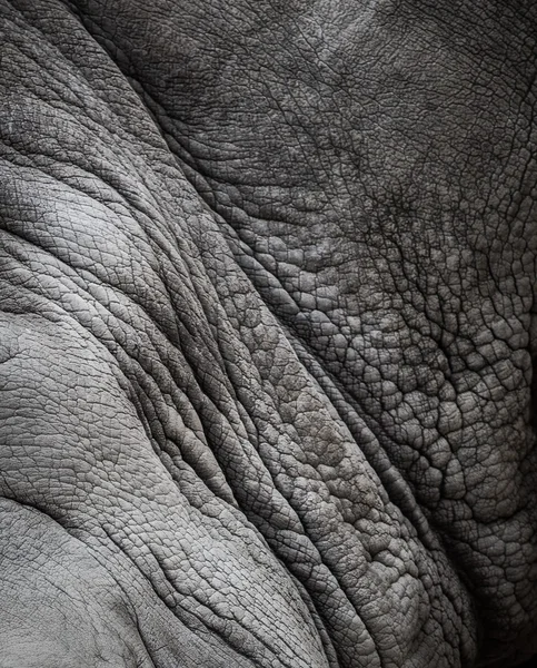 Rhino skin texture Stock Photos, Royalty Free Rhino skin texture Images ...