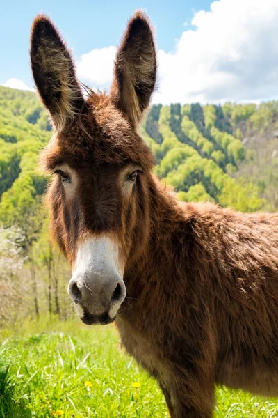Tête d'âne images libres de droit, photos de Tête d'âne | Depositphotos