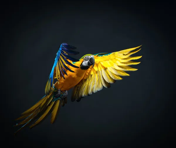 Flying Ara parrot over colourful powder explosion Stock Photo by ...