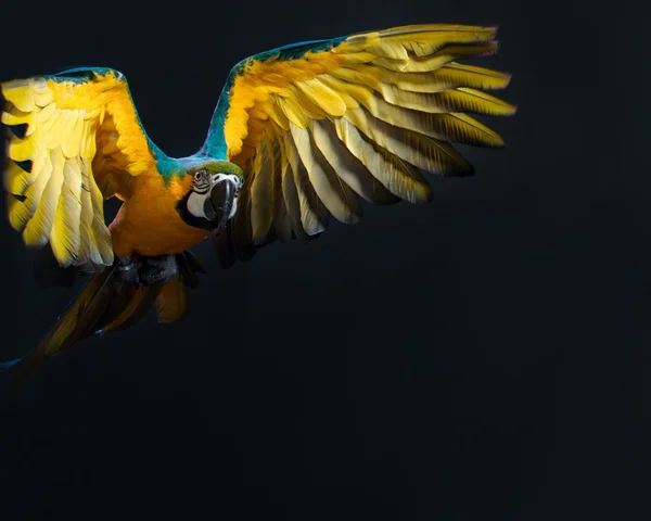 Flying Ara parrot over colourful powder explosion — Stock Photo ...