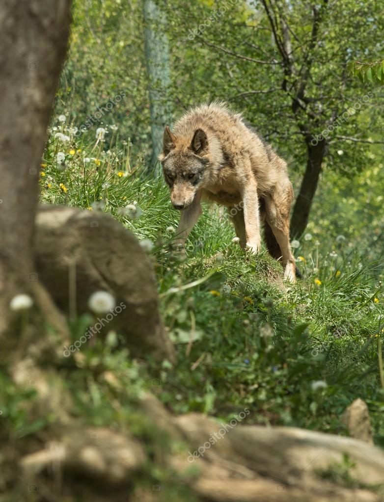 Angry wolf standing on a hill — Stock Photo © nejron #25852585