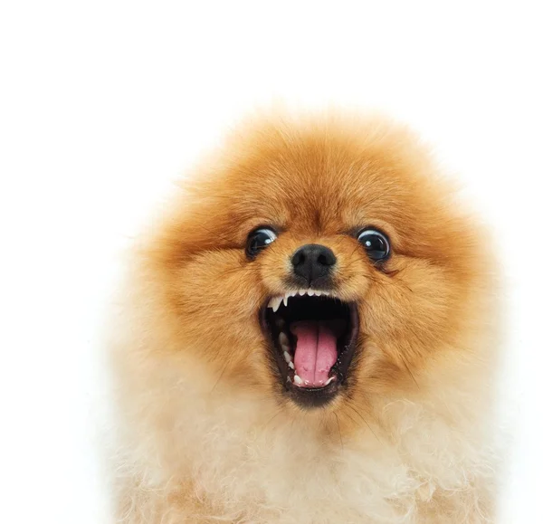 Angry Dog