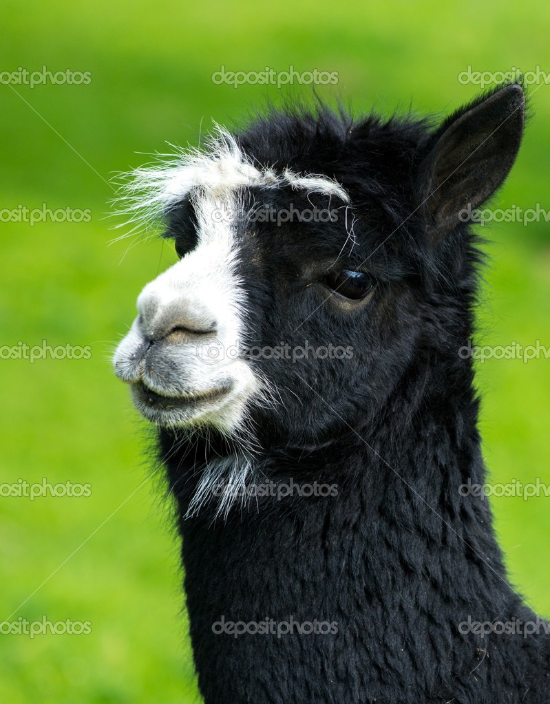 Lama Stock Photo by ©nejron 30919849