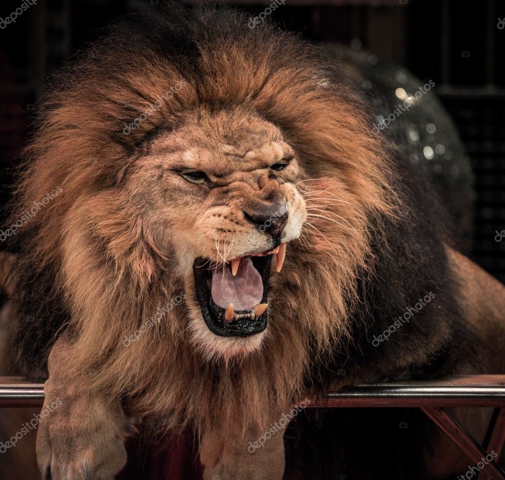 Primer plano de magnífico león rugiente en la arena del circo 2022