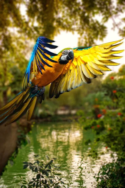 Flying Ara parrot over colourful powder explosion Stock Photo by ...