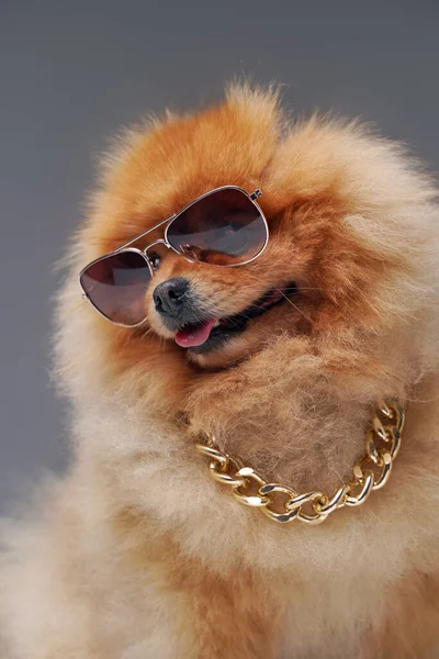 Pimp dog Stock Photos, Royalty Free Pimp dog Images | Depositphotos