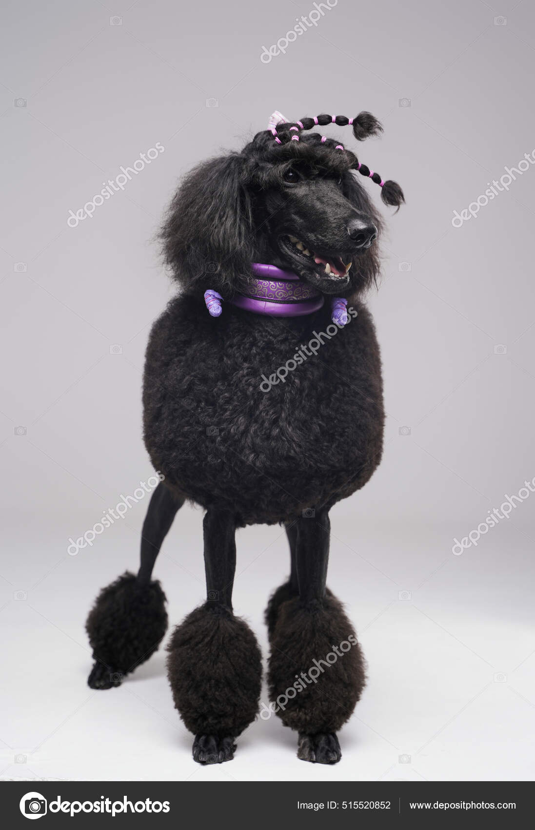 Furry Poodle