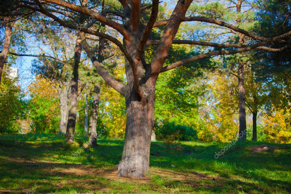 Big branchy tree Stock Photo by ©KrisCole 47289393