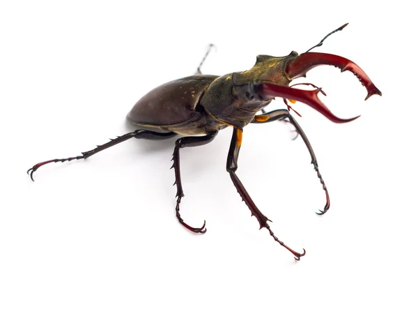 Stag beetle Stock Photos, Royalty Free Stag beetle Images | Depositphotos