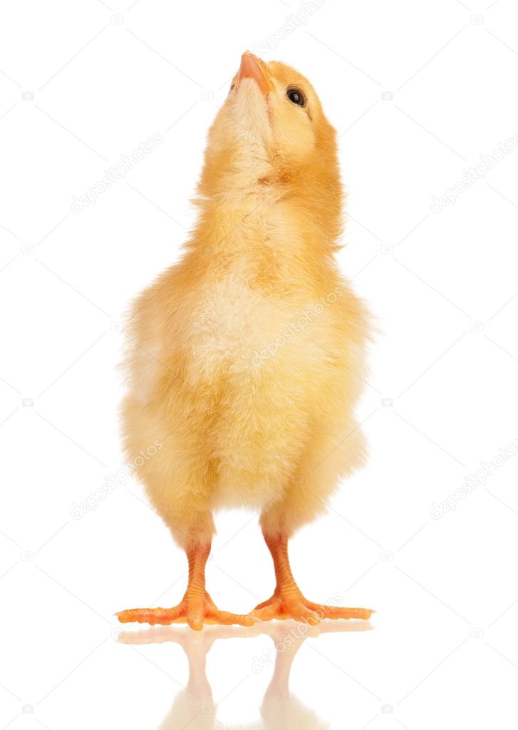 Little chicken — Stock Photo © DenisNata #13512910