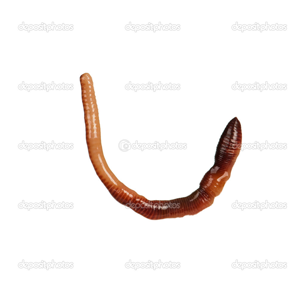 Earthworm Stock Photo by ©DenisNata 13512977