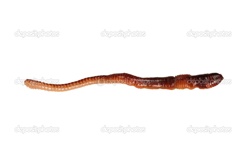 Earthworm Stock Photo by ©DenisNata 15408677
