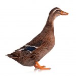 Kaczka domowa — Zdjęcie stockowe © DenisNata #35392489