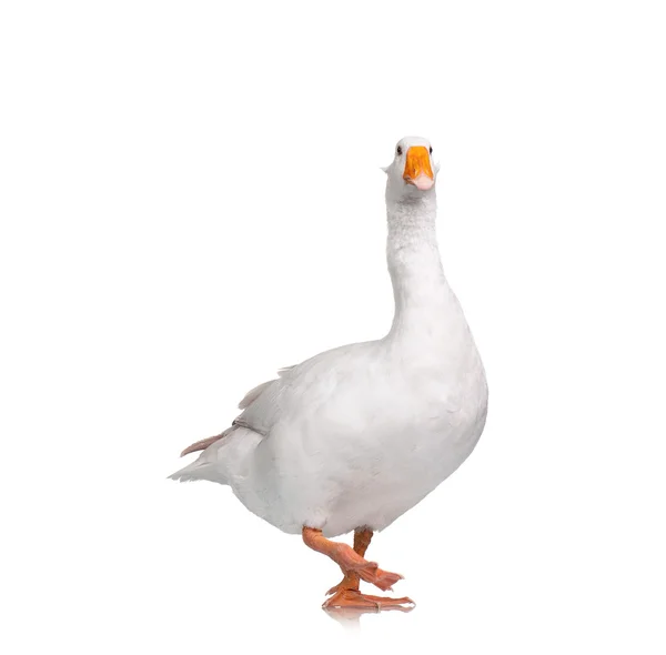 Domestic goose Stock Photo by ©DenisNata 15404841