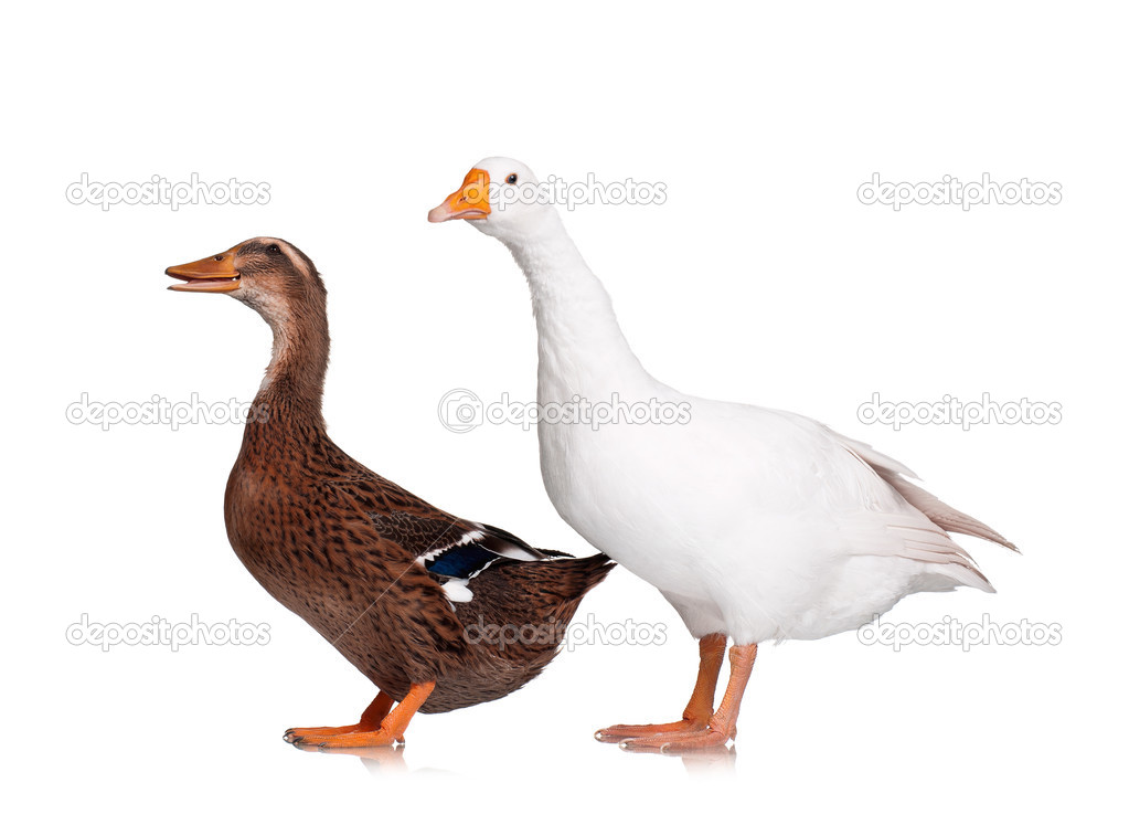 patos y gansos domésticos — Fotos de Stock © DenisNata #39771603