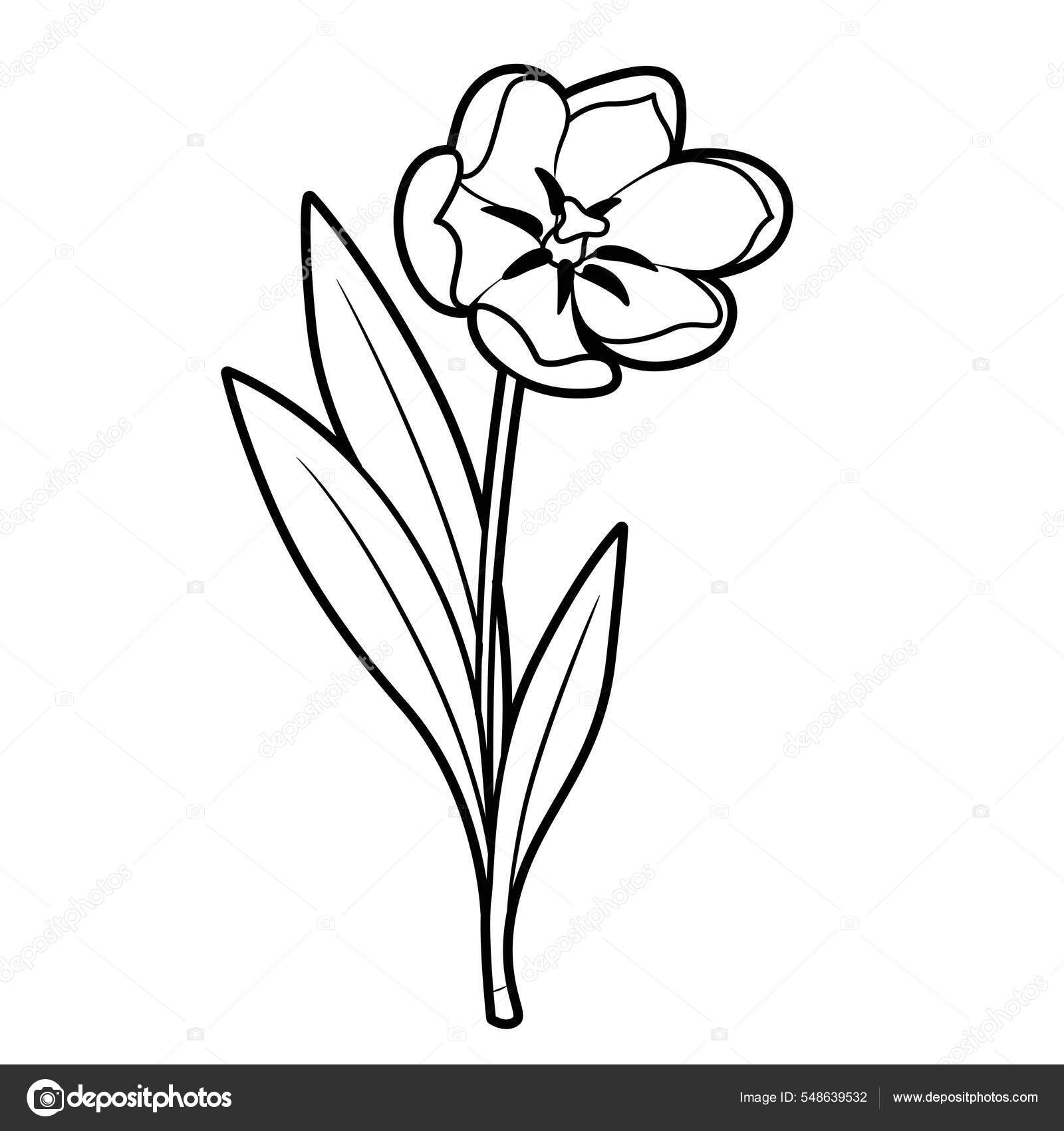 Libro Para Colorear Flor Tulipán Floreciente Delineado Aislado Sobre ...