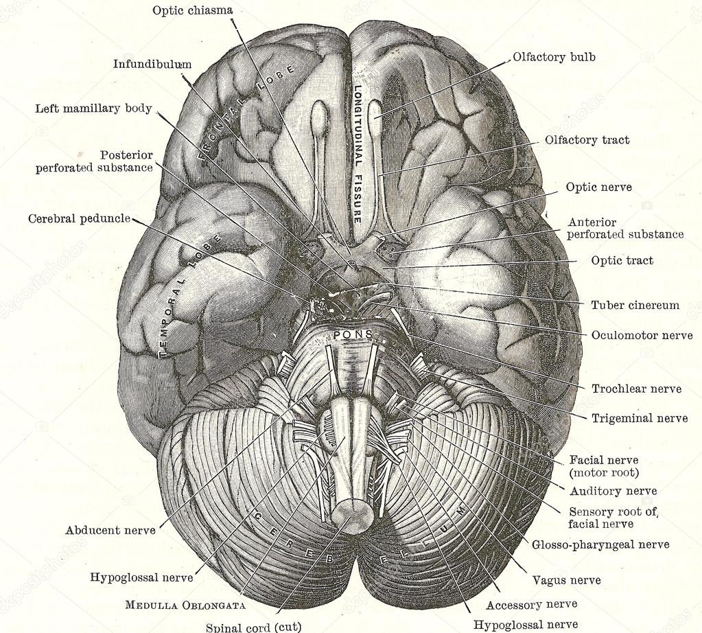 Disección del cerebro humano 2022